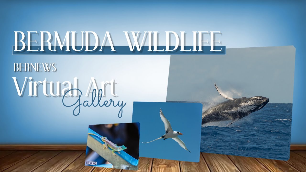 Bermuda Wildlife Virtual Photo Gallery, March 3 2023 - Bernews.TV